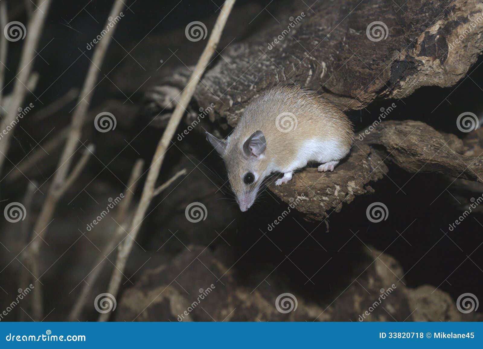 Egyptain Spiny Mouse, Acomys Demidiatus Stock Photo - Image of dormouse ...