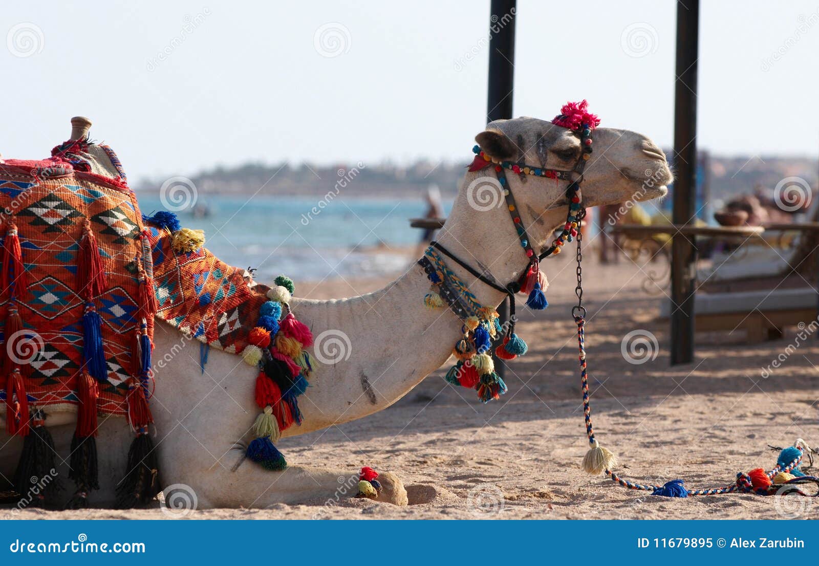 Egyptian camel stock image. Image of head, tourism, sand - 11679895