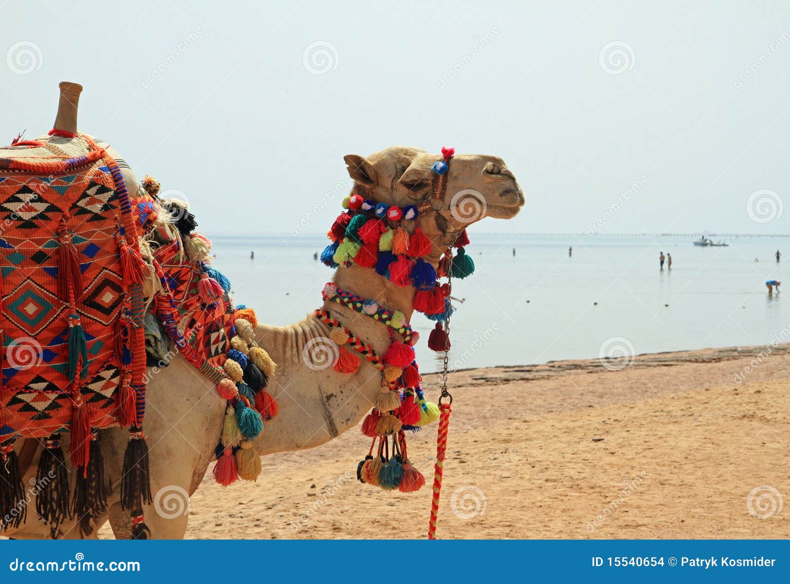 Egyptian camel stock photo. Image of egypt, africa, oasis - 15540654