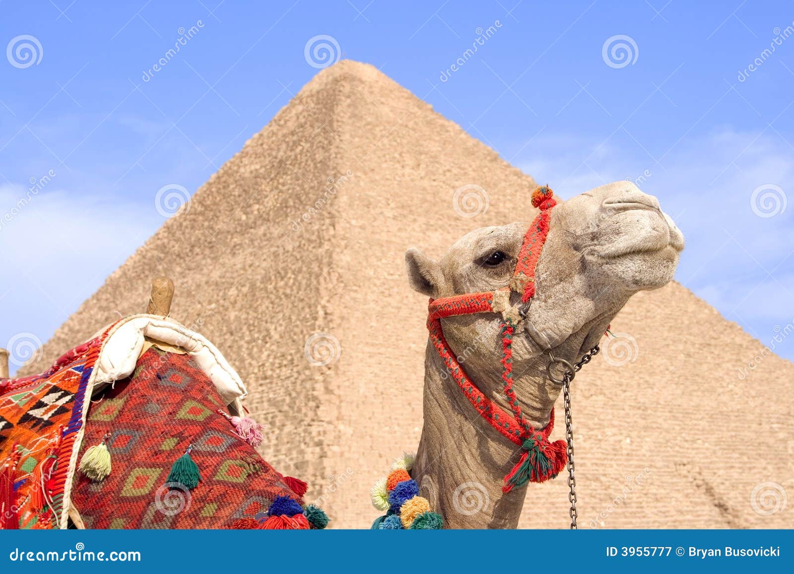 Egyptian Camel stock image. Image of pyramid, closeup - 3955777