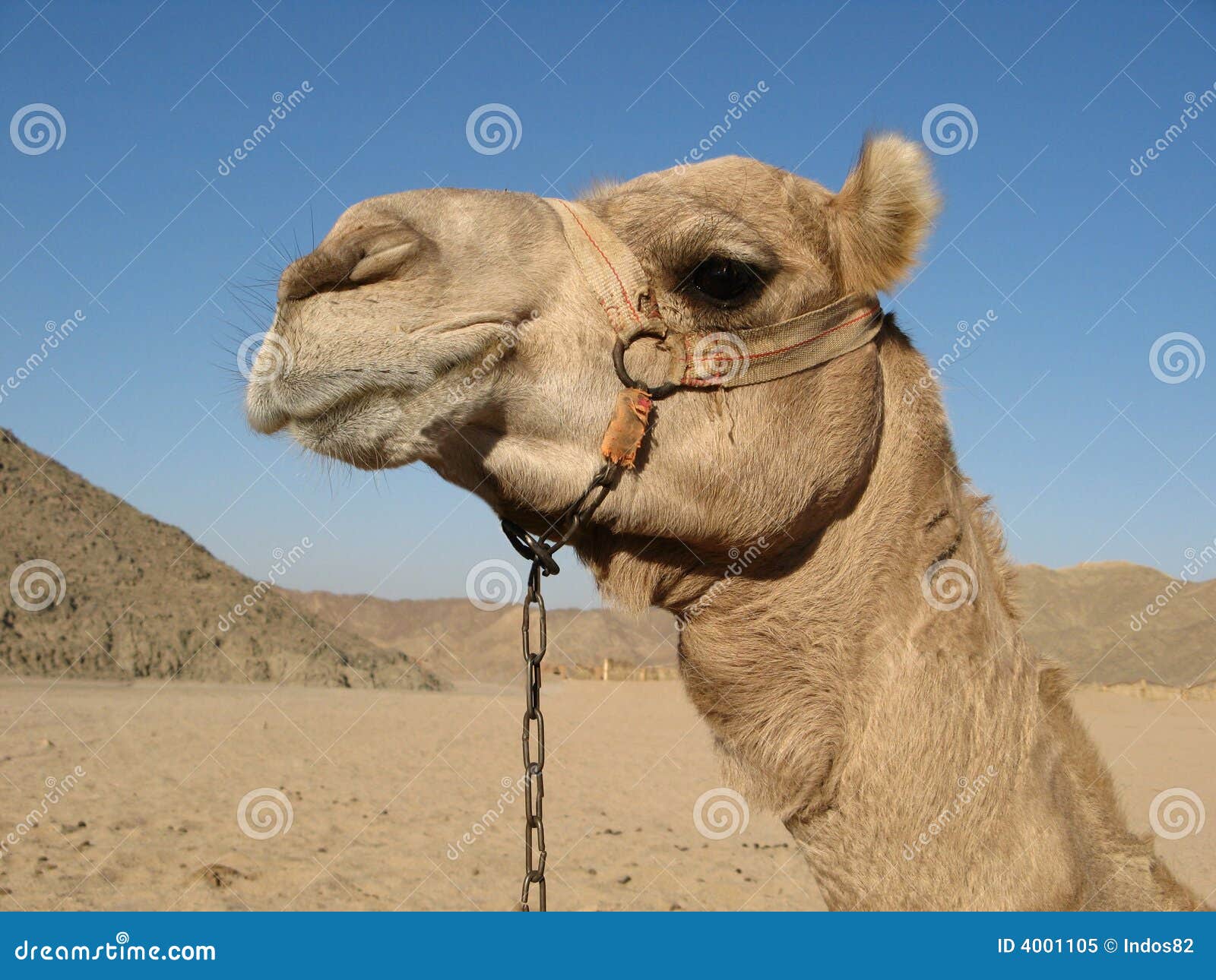 Egyptian Camel stock image. Image of camels, resting, blue - 4001105