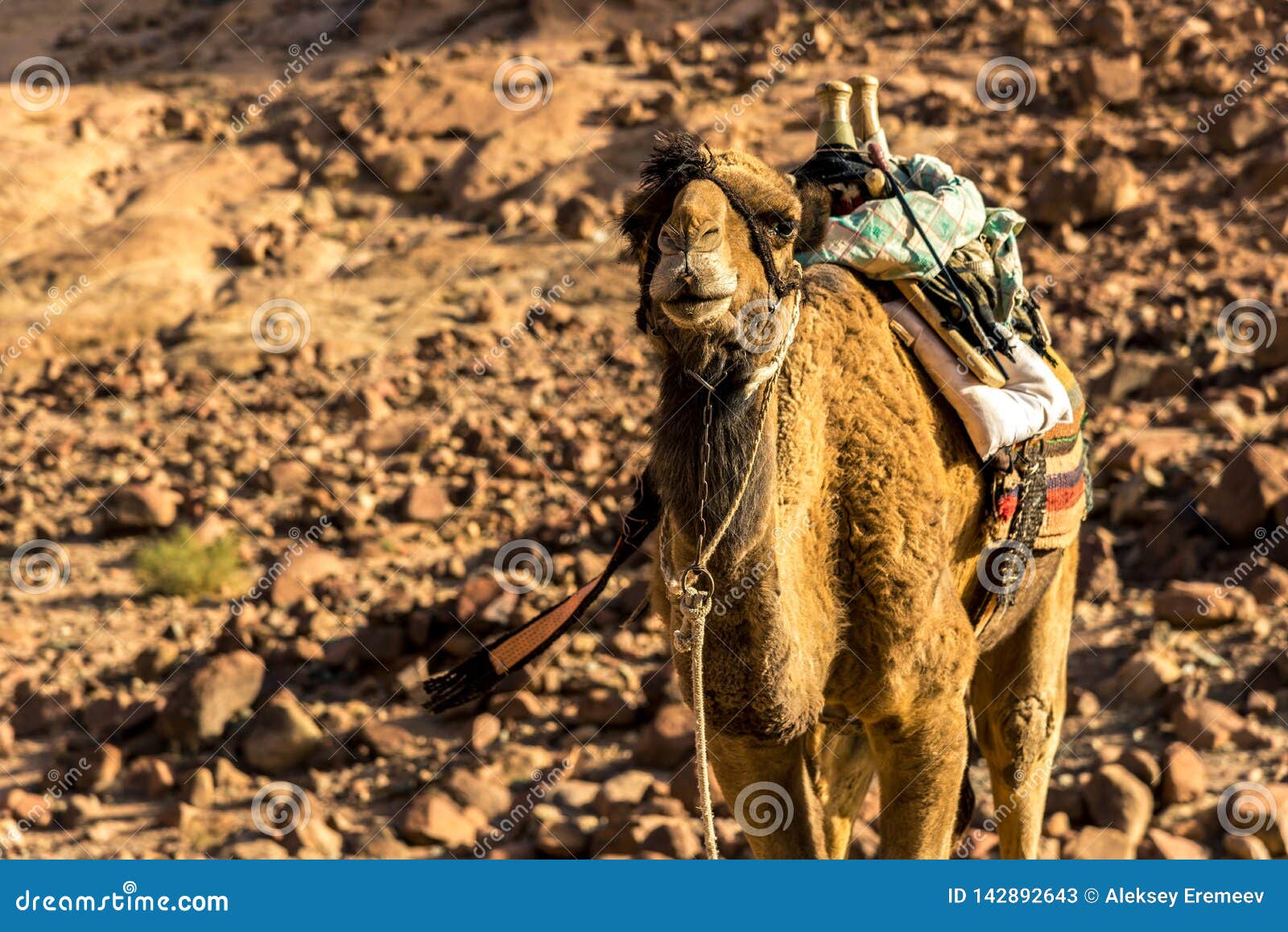 Egyptian Camel on the Background of Bald Mountains Stock Image - Image ...