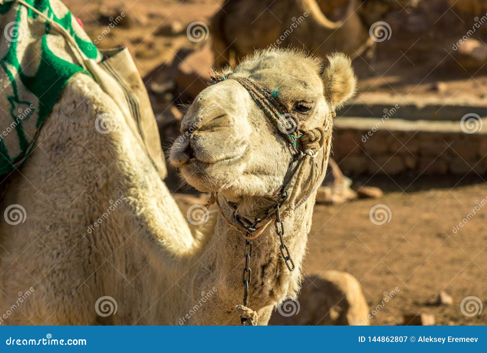 Egyptian Camel on the Background of Bald Mountains Stock Image - Image ...