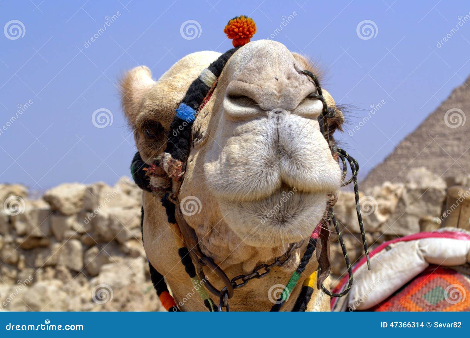 Egyptian camel stock photo. Image of building, heritage - 47366314