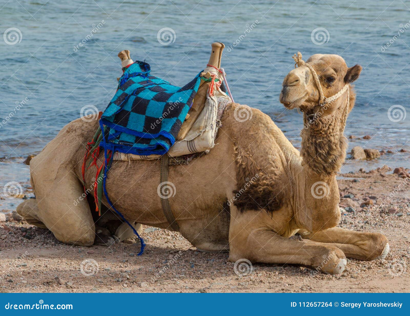 An Egyptian With A Camel In Front Of The Temple Of Pharaoh Hatshepsut ...