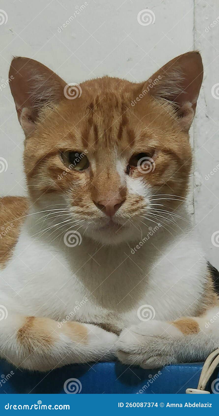 Cairo, Egypt stock photo. Image of wildcat, egypt, whiskers - 260087374