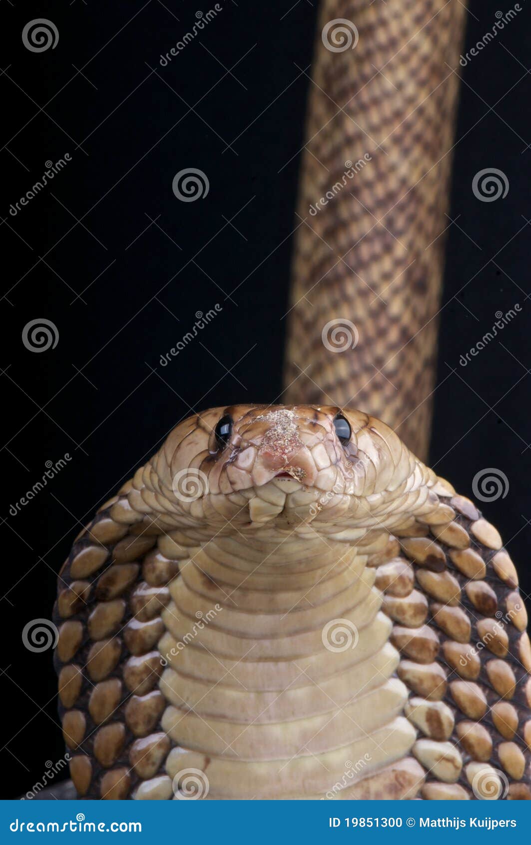 Egyptian cobra stock photo. Image of hood, arabian, africa - 19851300