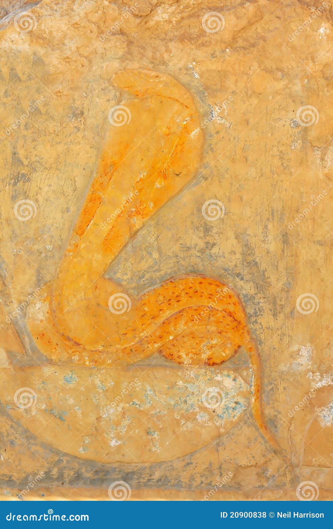 Egyptian Cobra stock photo. Image of protect, poisonous - 20900838