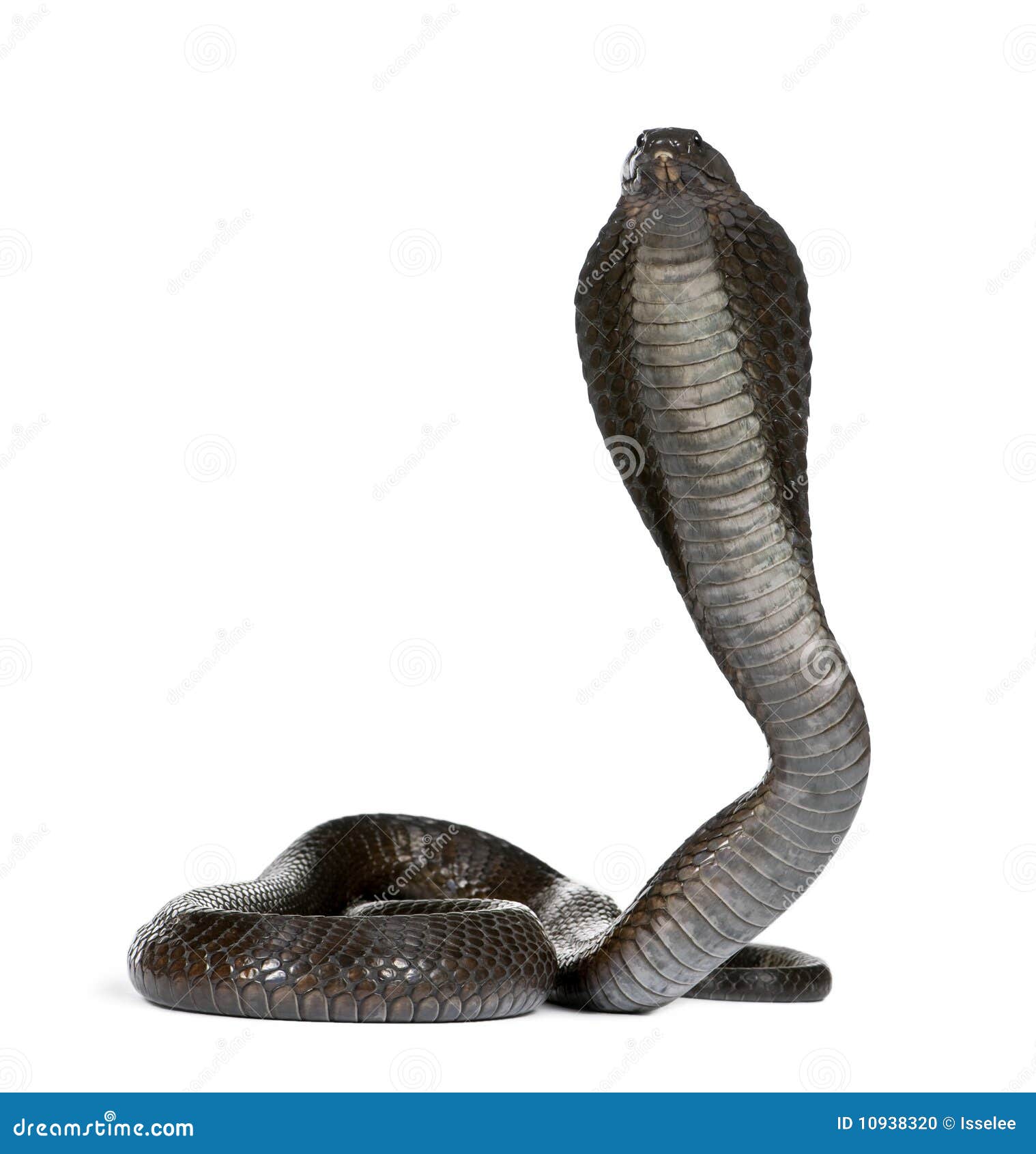 Egyptian Cobra Front White Background Stock Photos - Free & Royalty ...