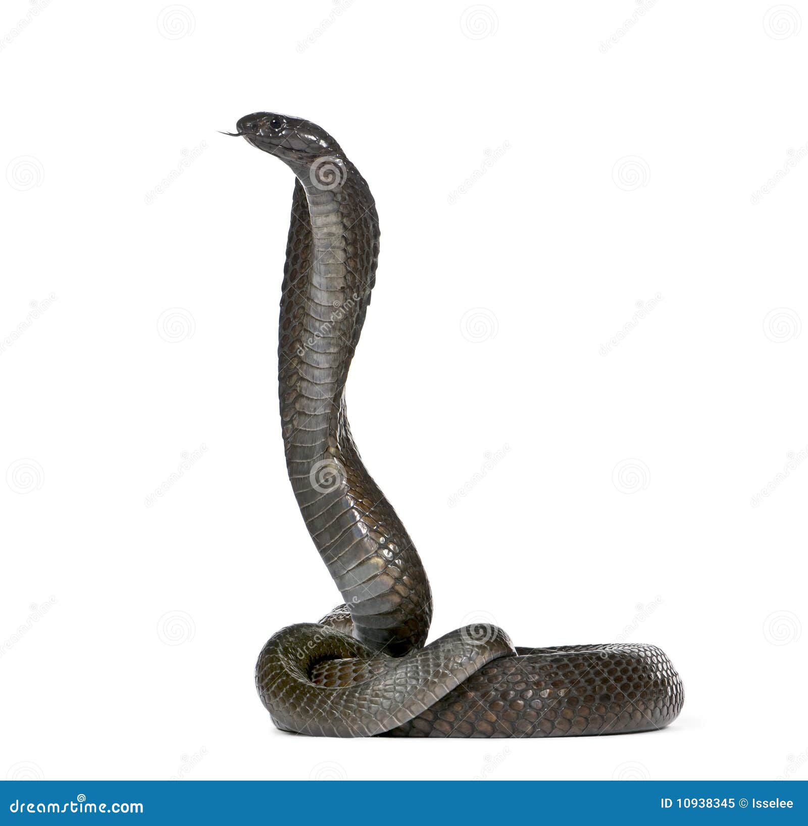 Egyptian Cobra in Front of a White Background Stock Image - Image of ...