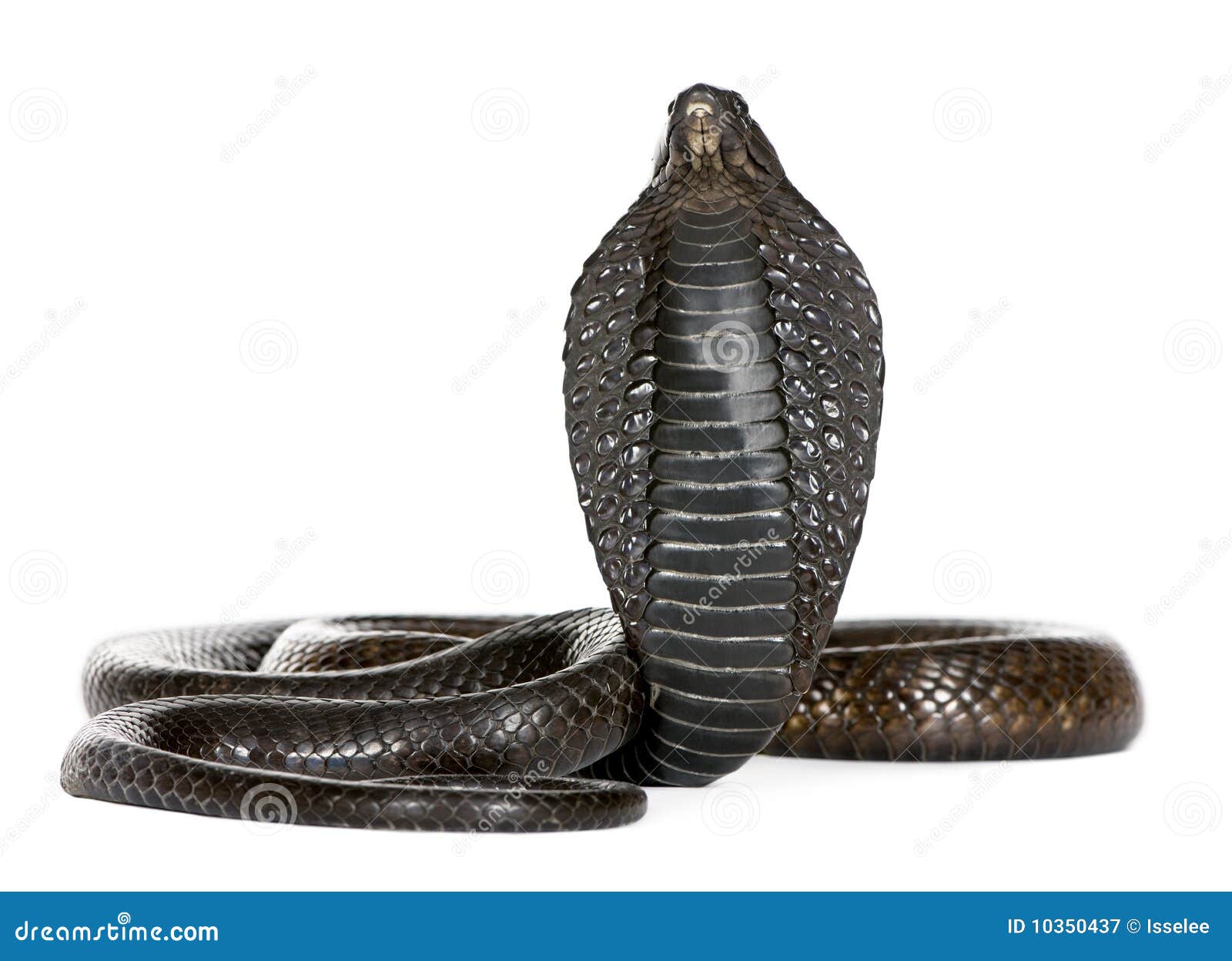 Egyptian Cobra - Naja Haje Royalty-Free Stock Photography ...