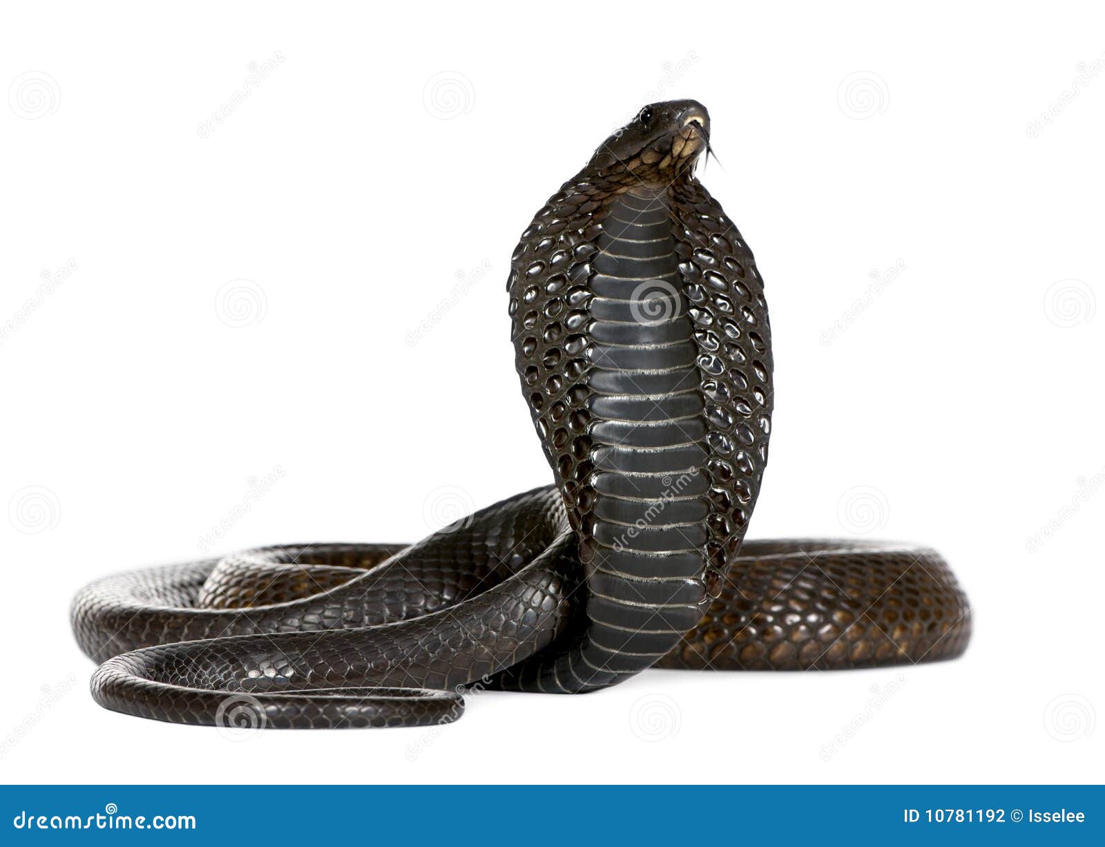 Ancient Egyptian Cobra