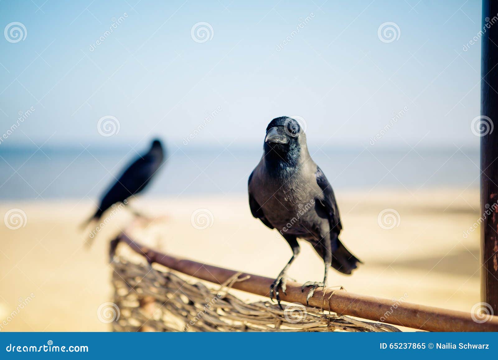 Egyptian Crows Stock Photos - Free & Royalty-Free Stock Photos from ...