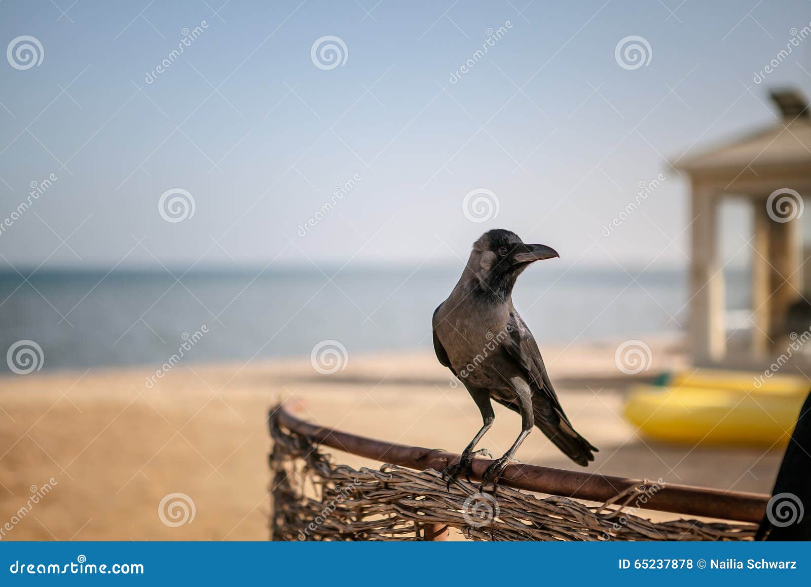 Egyptian Crows stock photo. Image of searching, curious - 65237878