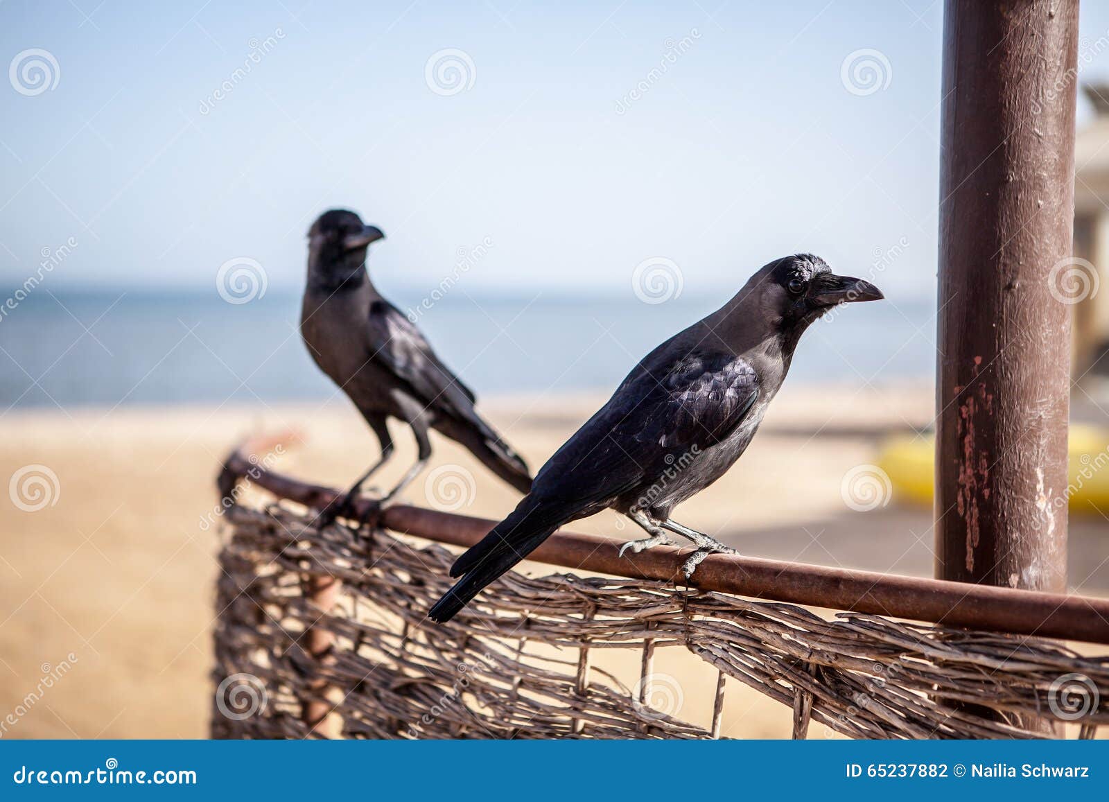 Egyptian Crows stock photo. Image of egypt, curious, fence - 65237882