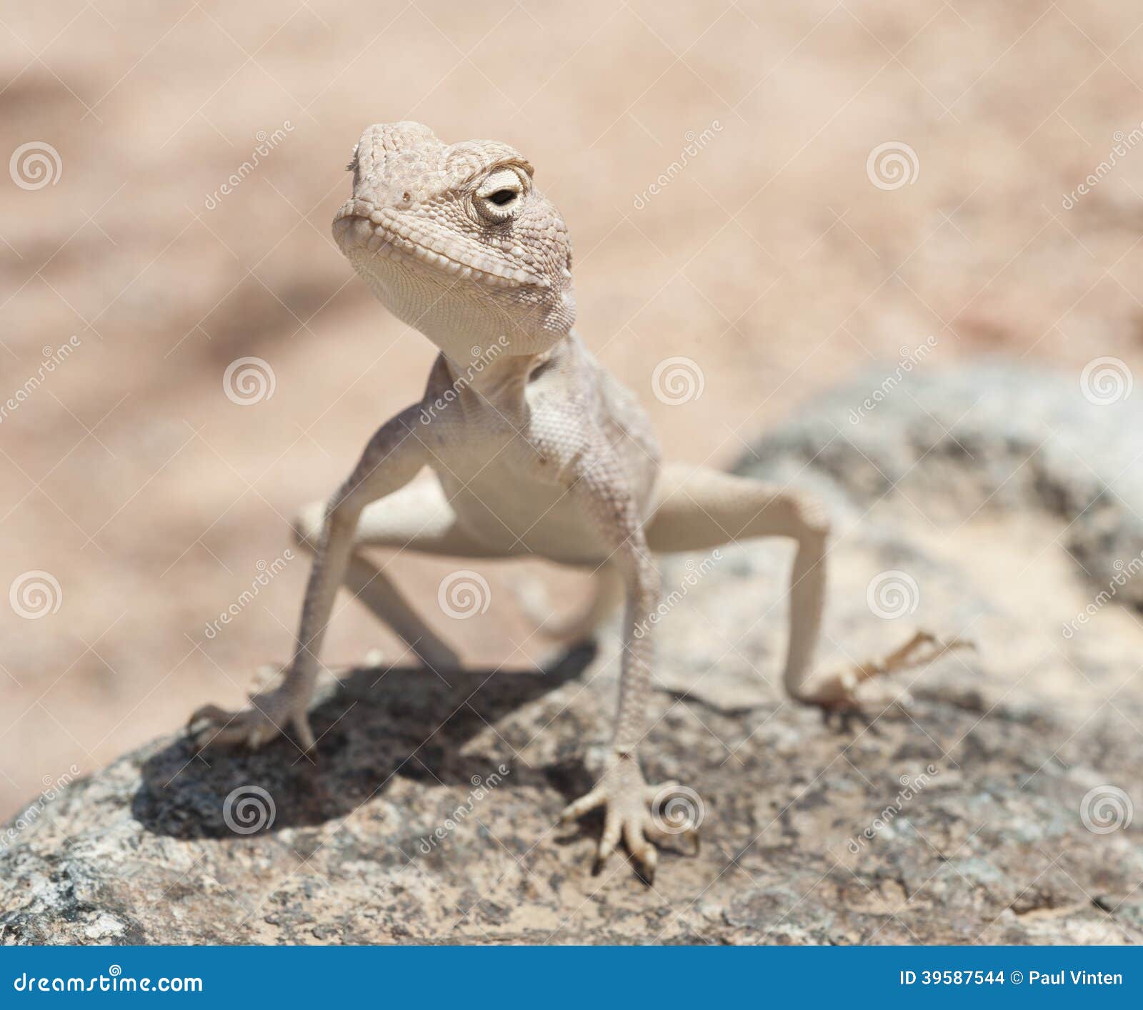 Egyptian Dab Lizard - Uromastyx Aegyptia Royalty-Free Stock Photography ...