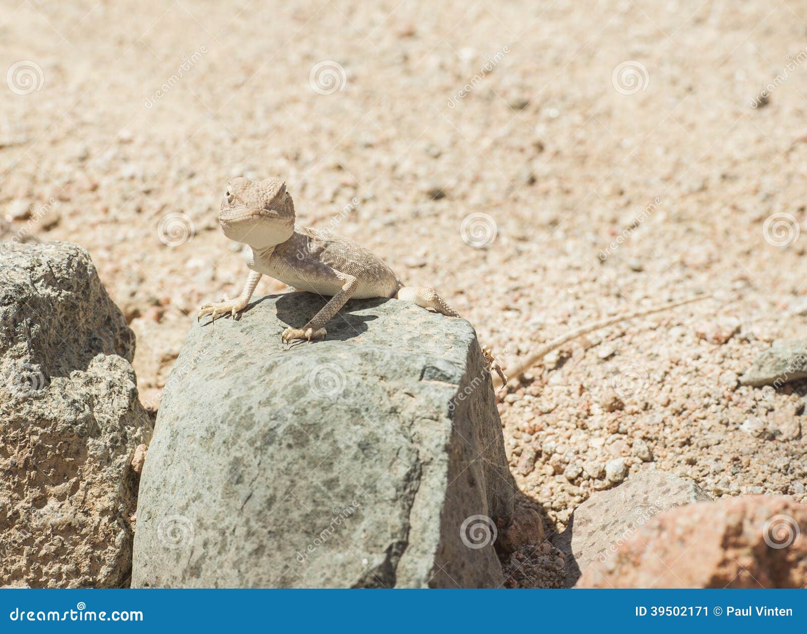 Egyptian Dab Lizard - Uromastyx Aegyptia Royalty-Free Stock Photography ...
