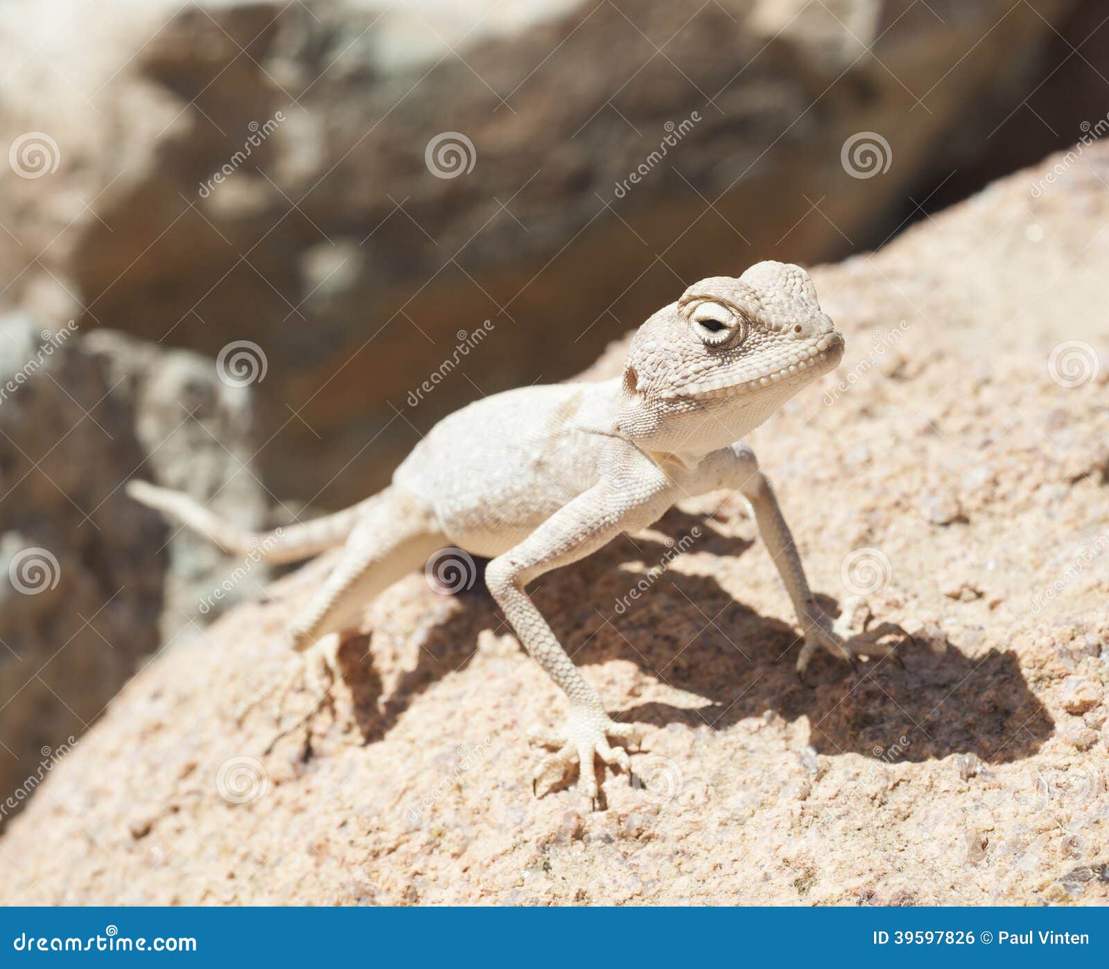 Egyptian Dab Lizard - Uromastyx Aegyptia Royalty-Free Stock Photography ...