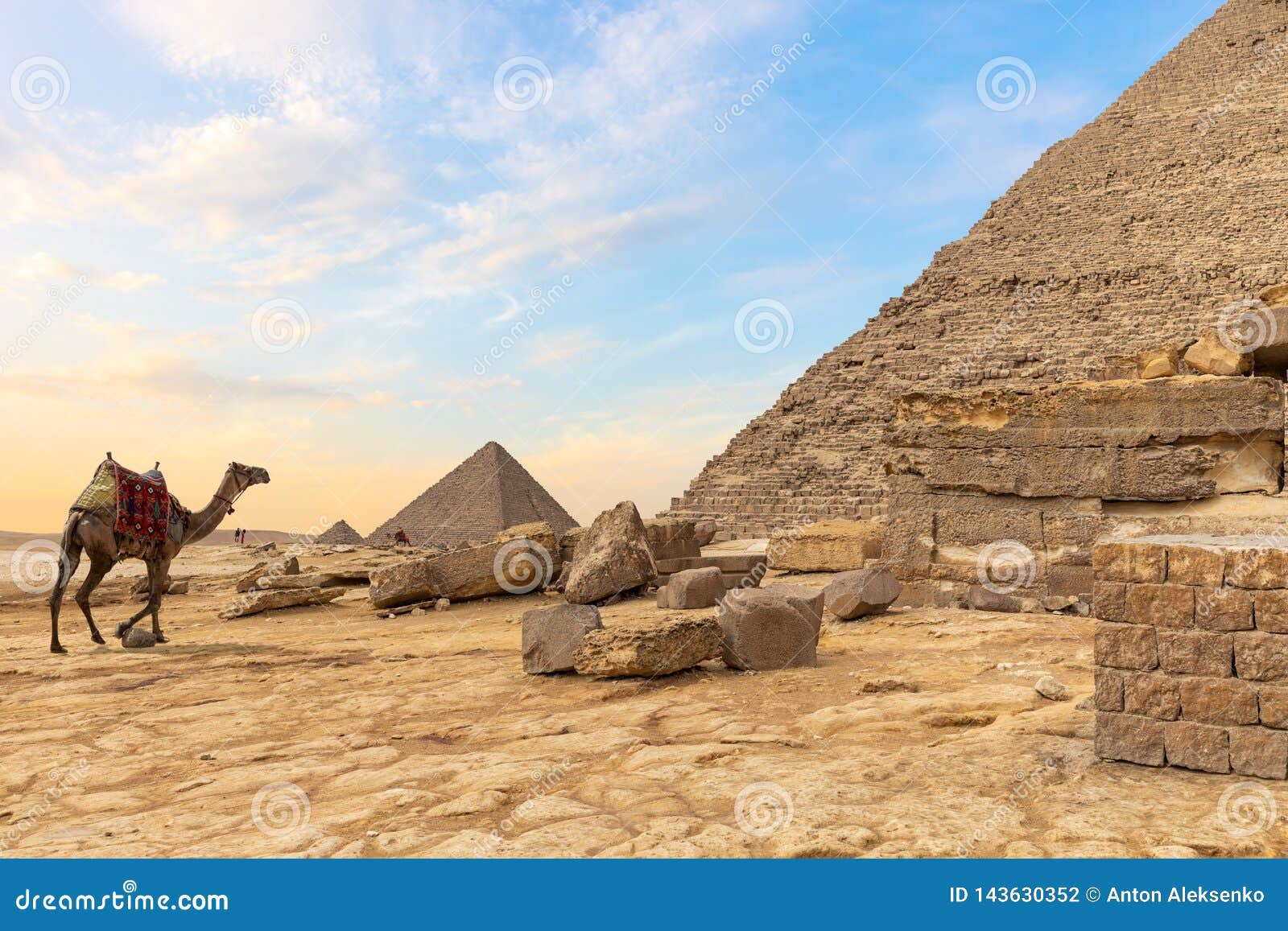 Egyptian Desert: the Pyramids and a Camel Stock Photo - Image of ...