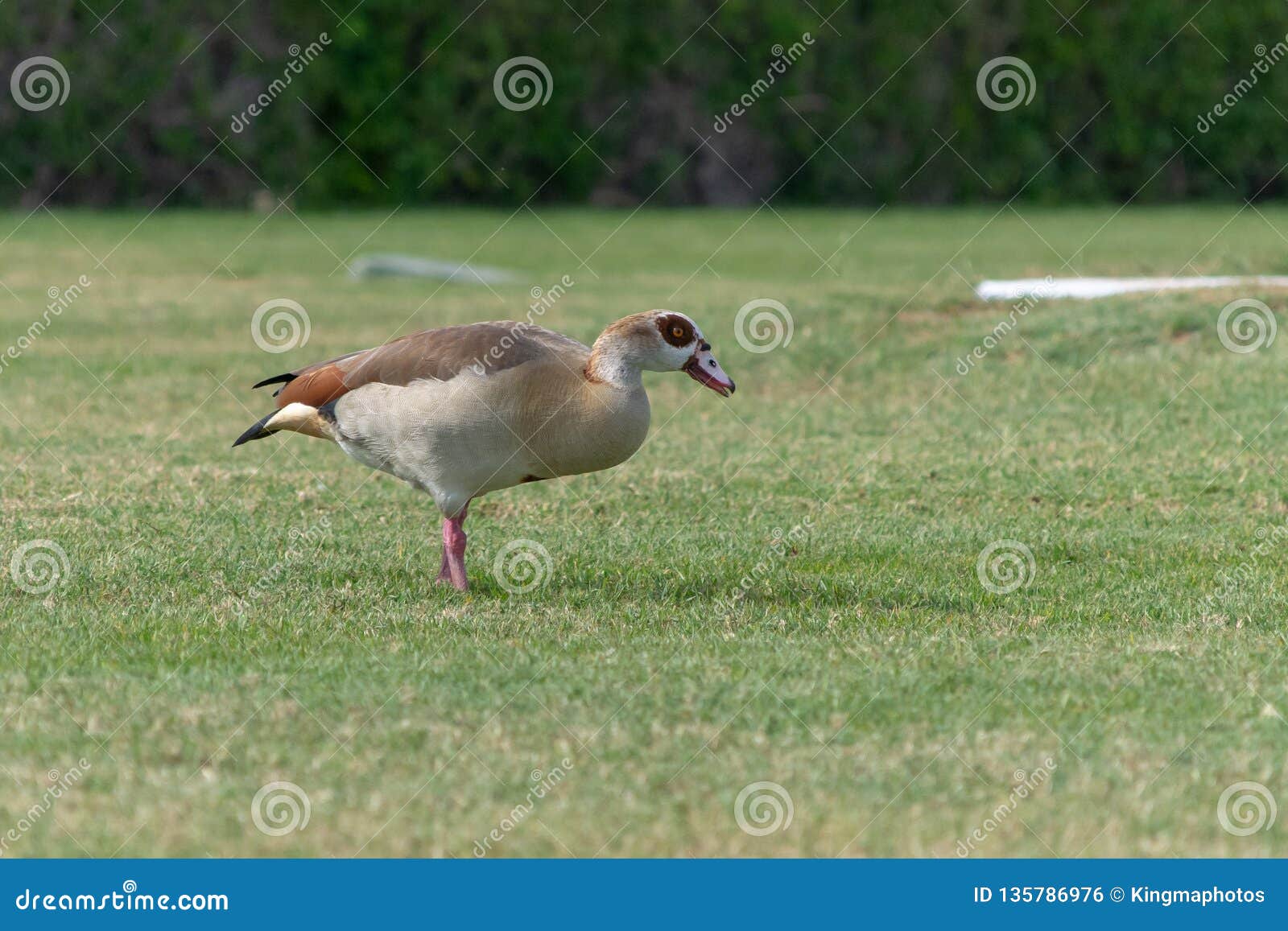 Egyptian Duck Crouches on the Grass Stock Photo - Image of crouches ...