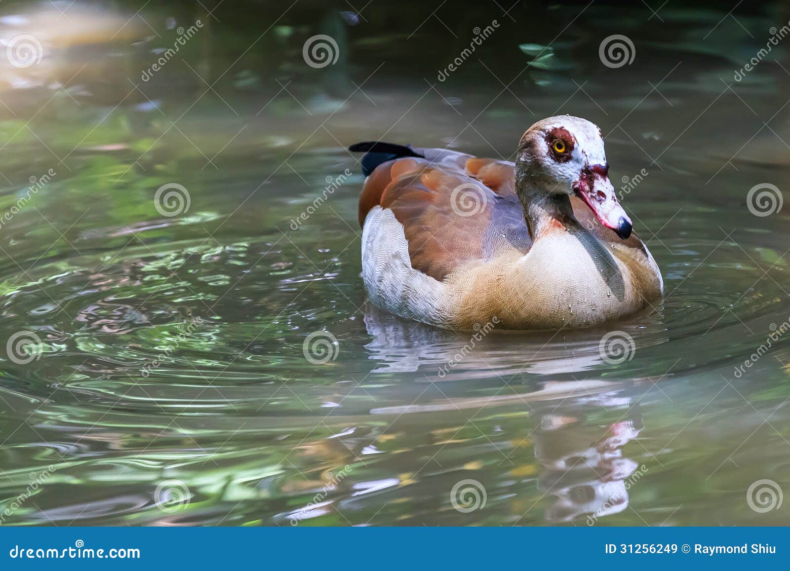 Egyptian Duck Royalty-Free Stock Photography | CartoonDealer.com #31256249