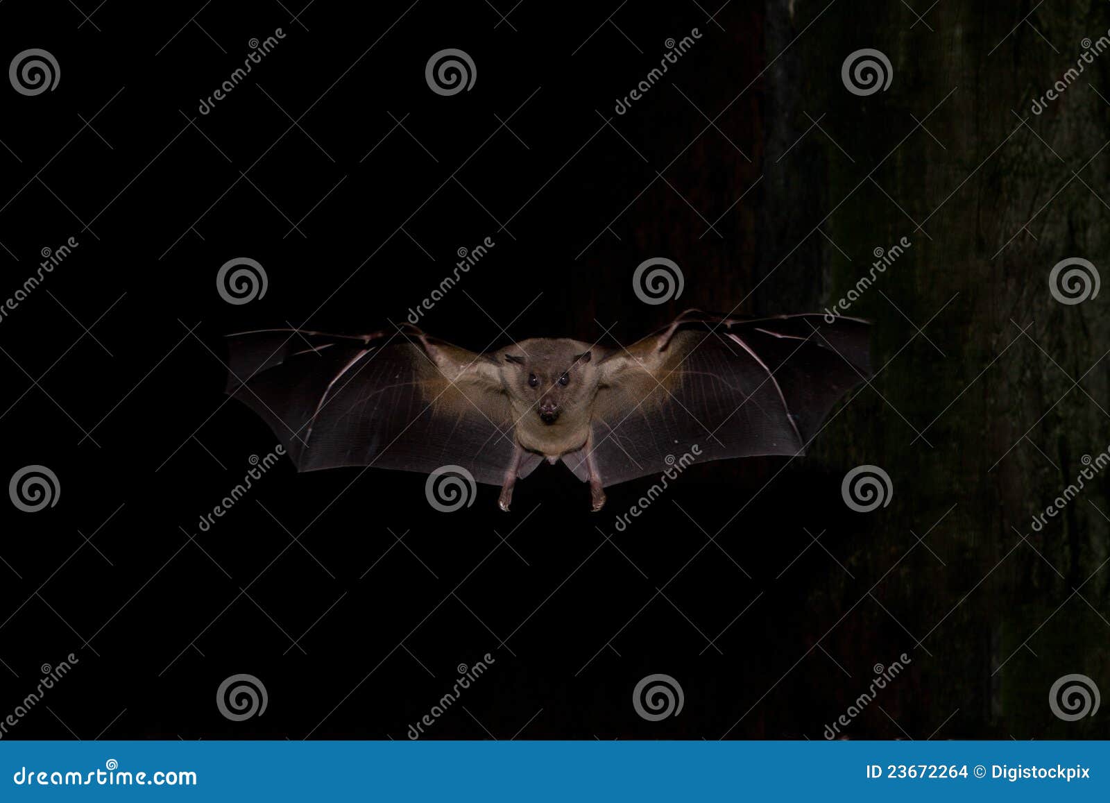 Egyptian Fruit Bat stock photo. Image of spread, egyptian - 23672264