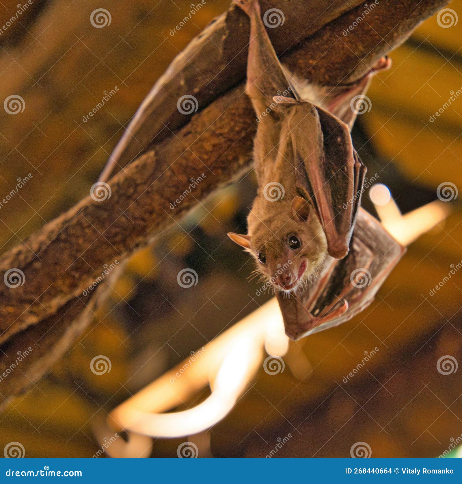 Egyptian fruit bat stock photo. Image of branch, reptile - 268440664