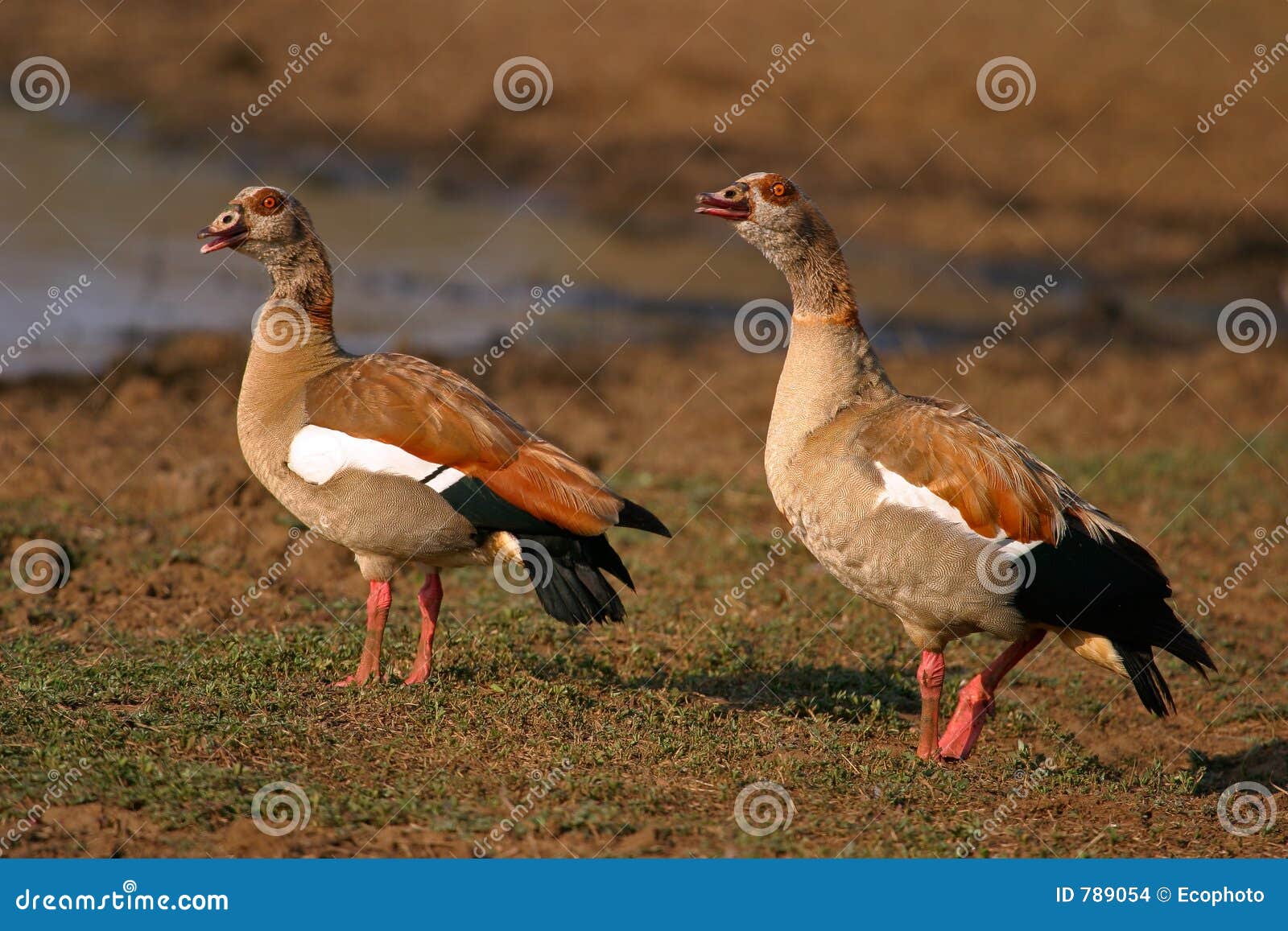 Egyptian geese stock photo. Image of ecology, unspoiled - 789054
