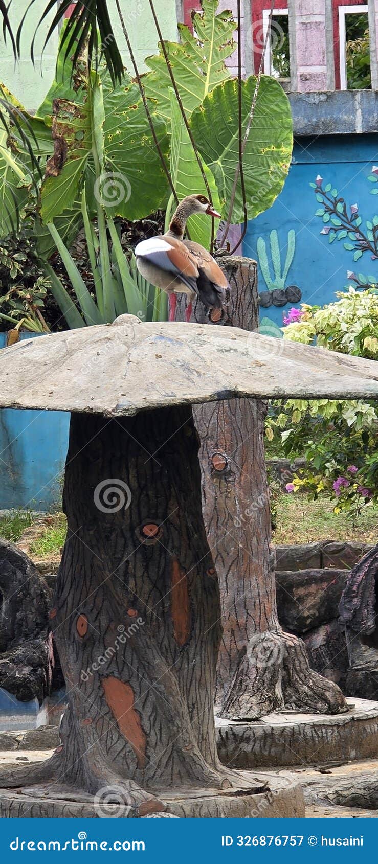 Egyptian Geese stock image. Image of egyptian, standing - 326876757