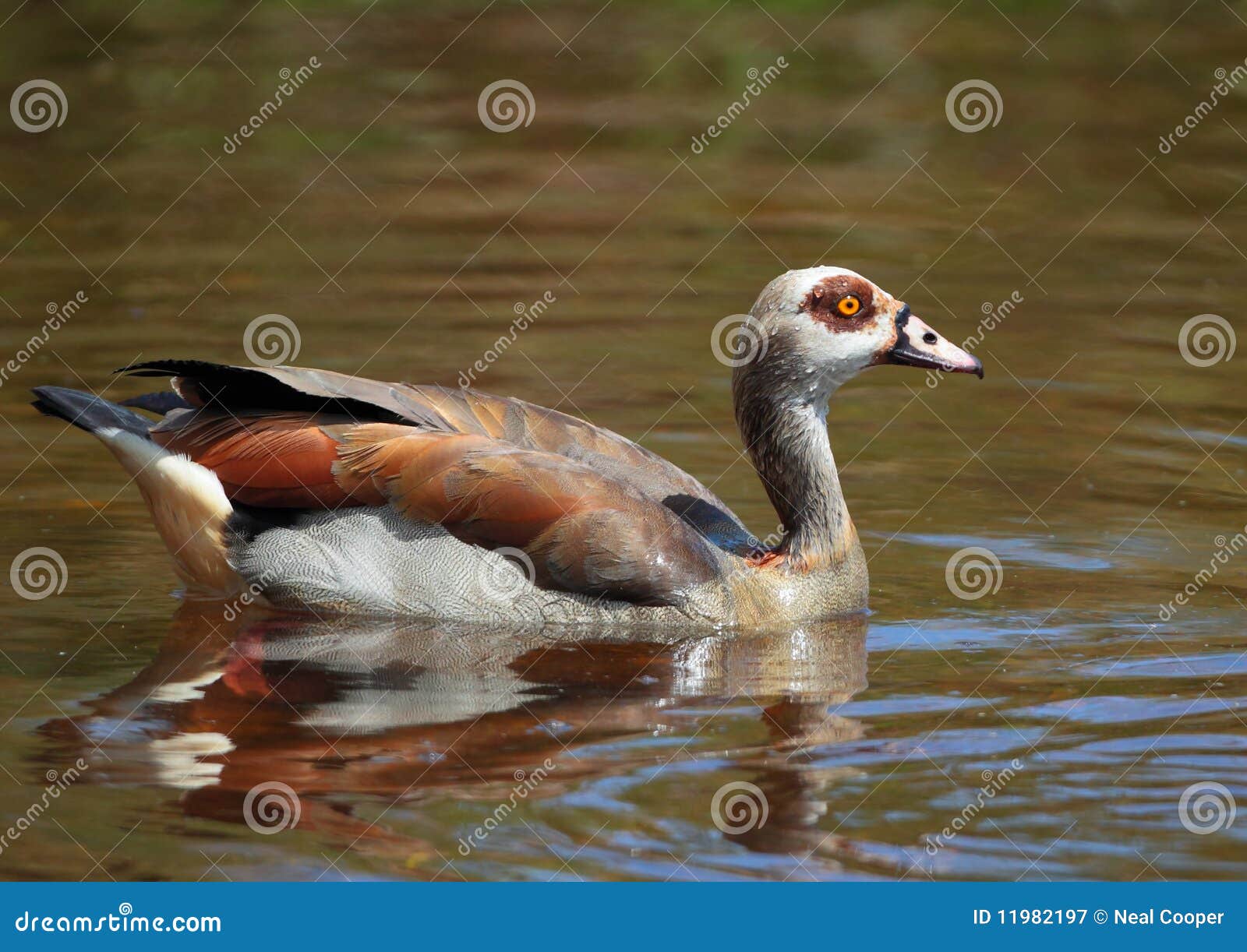 Egyptian Goose stock image. Image of geese, swan, waterbird - 11982197