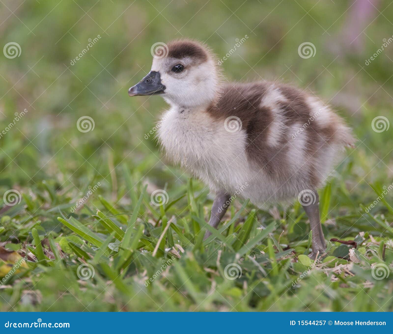 Egyptian Goose stock image. Image of states, geese, birds - 15544257