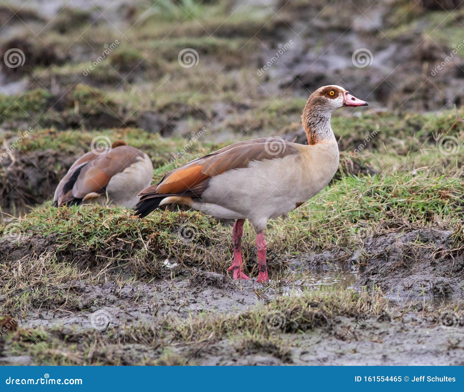 Egyptian Goose stock image. Image of nature, reserve - 161554465