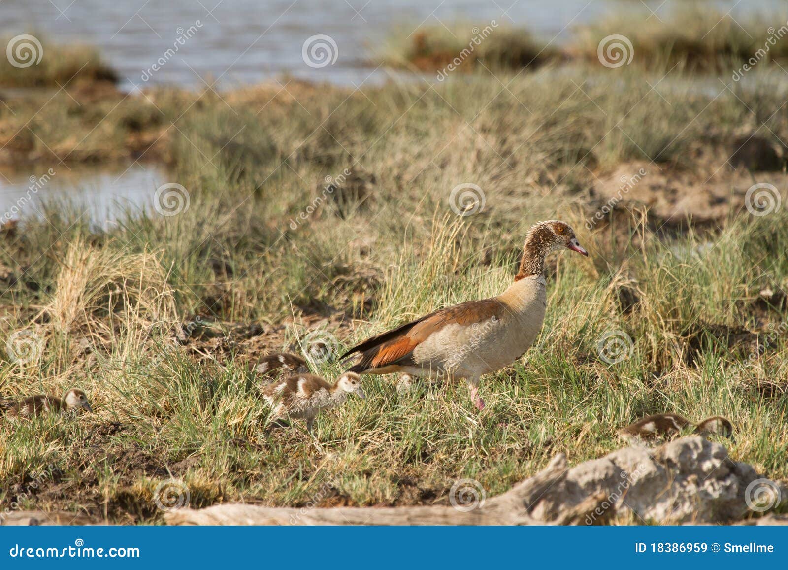 Egyptian Goose stock image. Image of accipiter, prey - 18386959