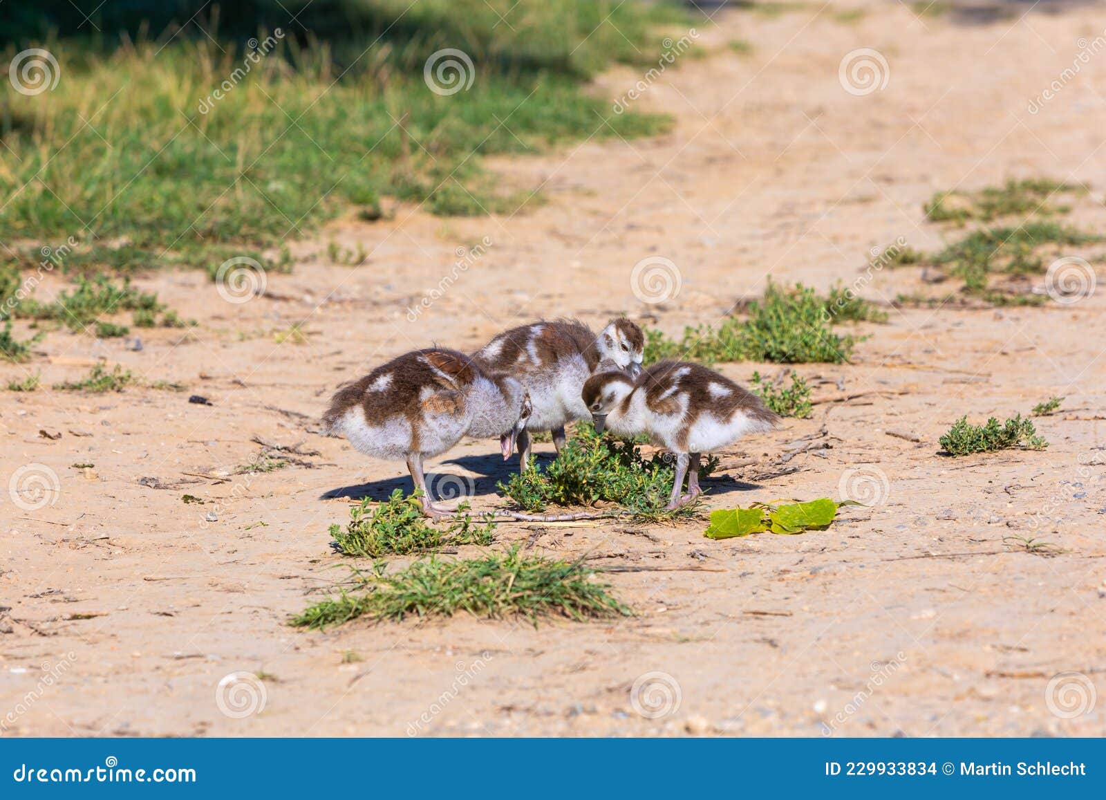 Egyptian Goose Chicks Feeding Stock Photo - Image of bird, young: 229933834