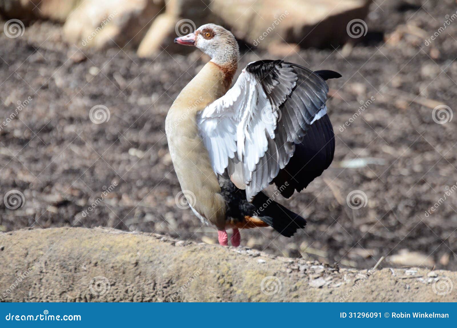 Egyptian goose3 stock image. Image of feather, ruffled - 31296091