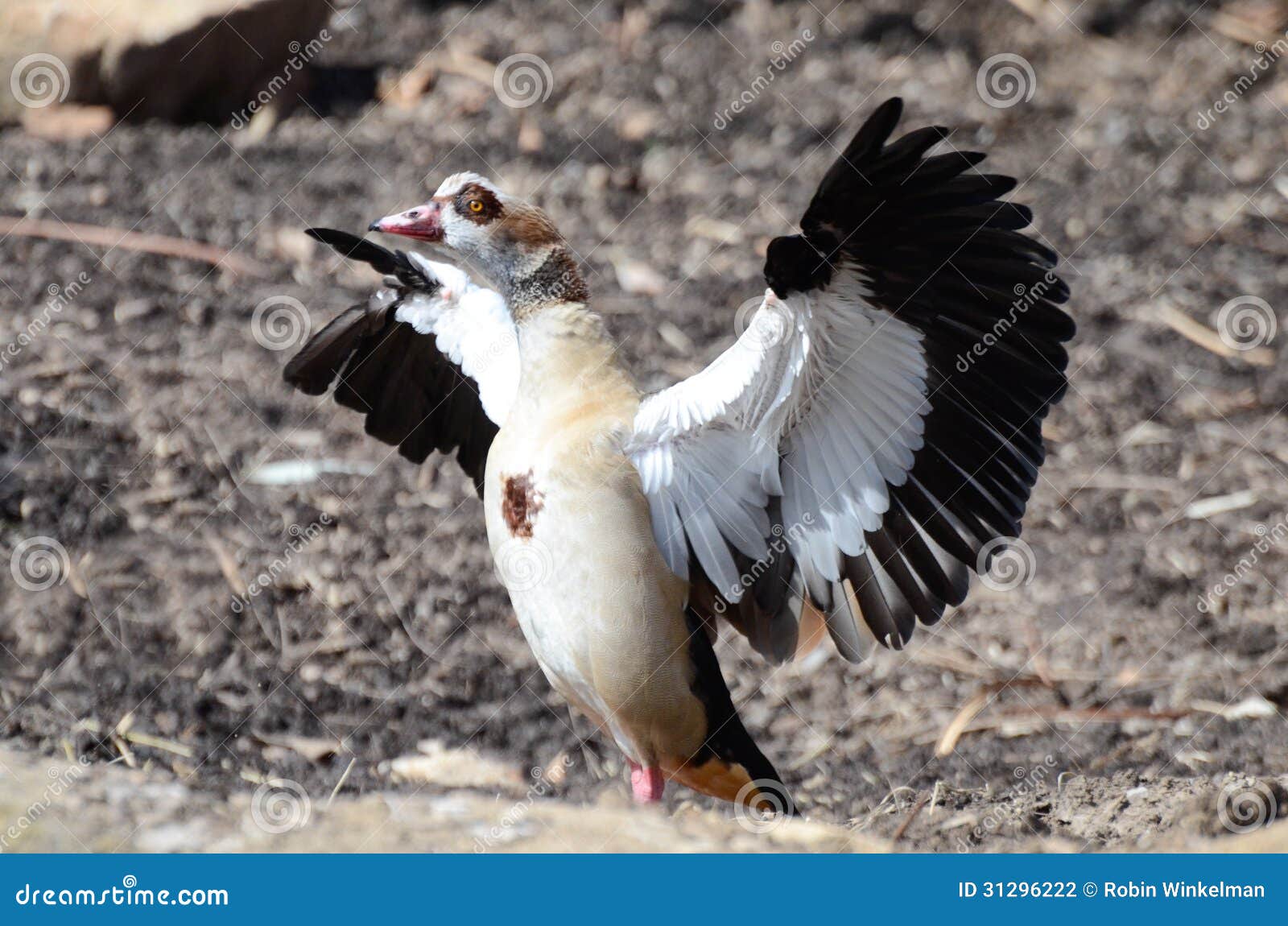 Egyptian goose4 stock photo. Image of feather, goose - 31296222