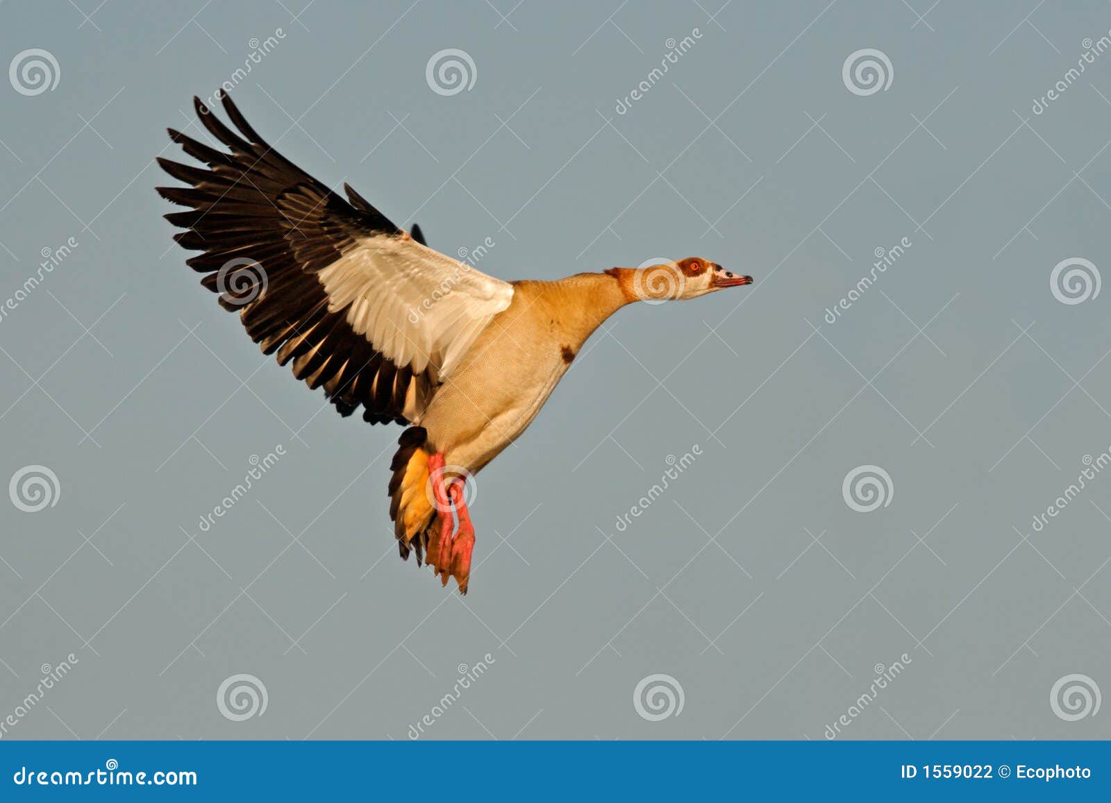 Egyptian goose in flight stock photo. Image of beak, africa - 1559022