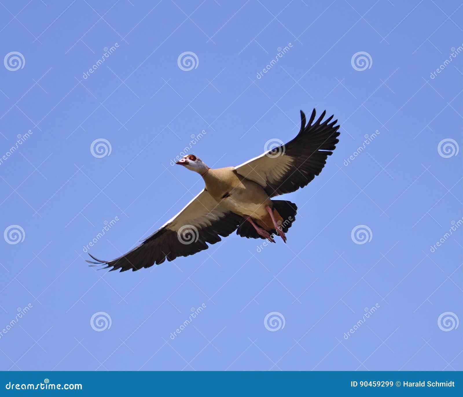 Egyptian goose in flight stock image. Image of avian - 90459299