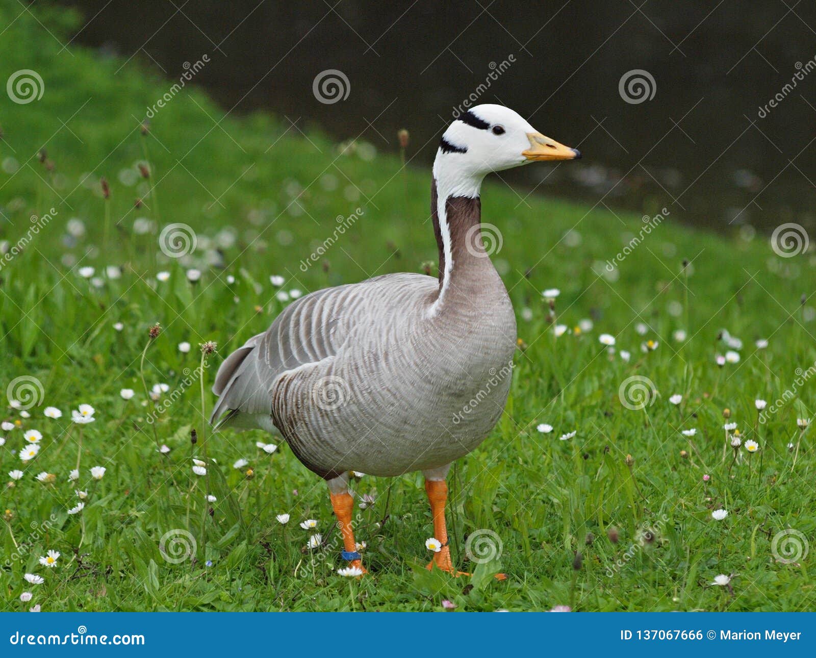 Beautiful Egyptian Goose on a Meadow Stock Photo - Image of background ...