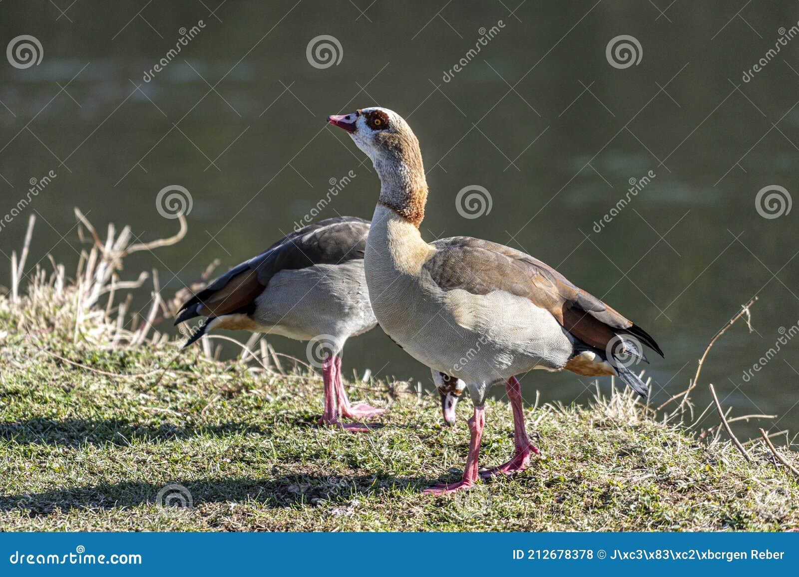 Egyptian goose in a meadow stock photo. Image of brown - 212678378
