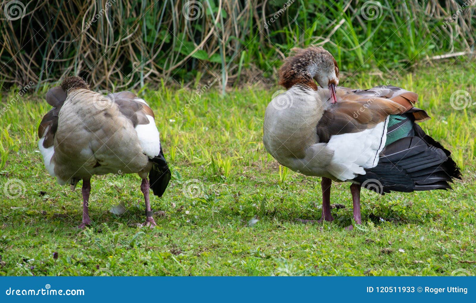 Egyptian goose preening stock image. Image of animal - 120511933
