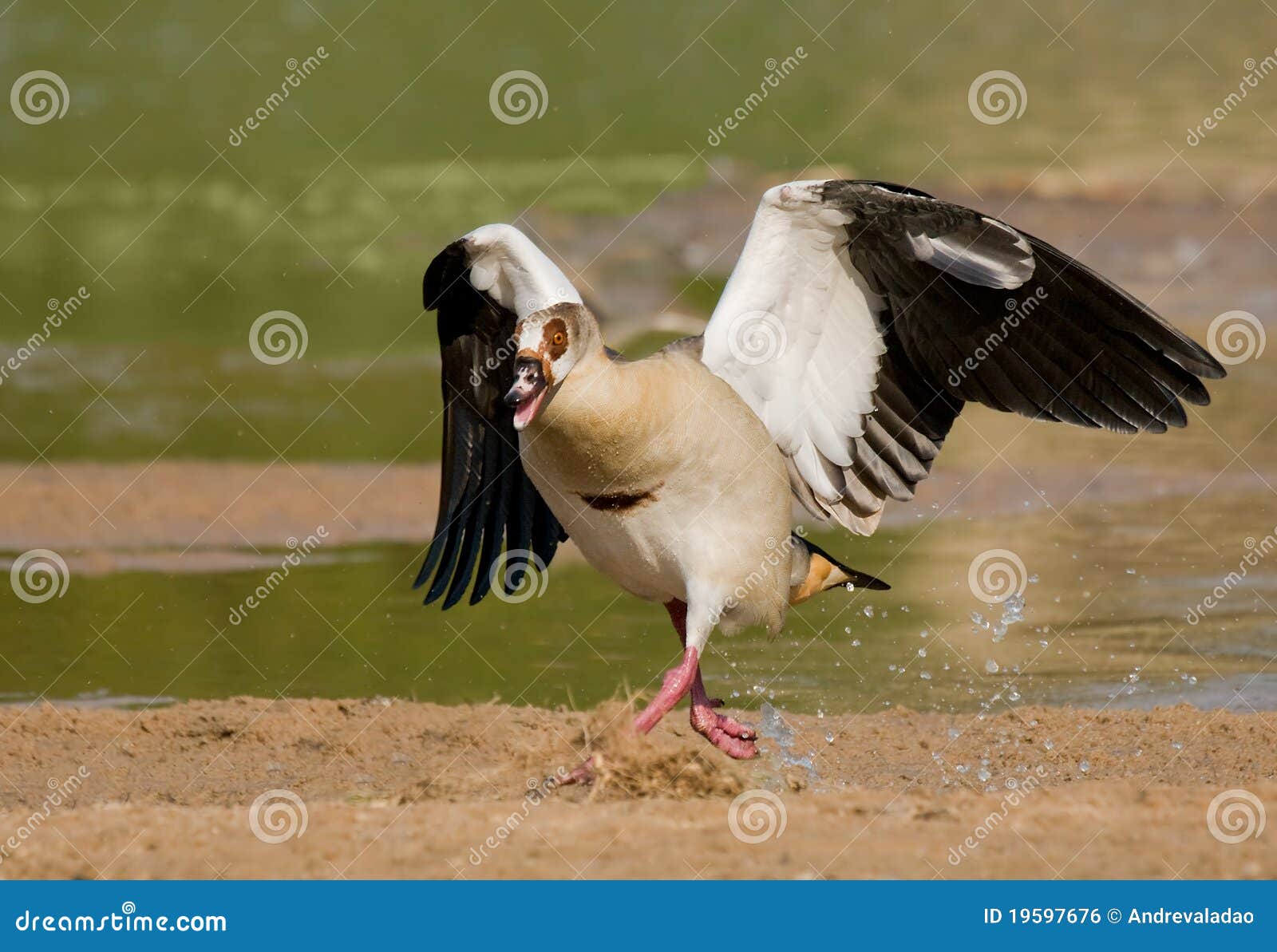 Egyptian Goose Running stock photo. Image of large, flight - 19597676
