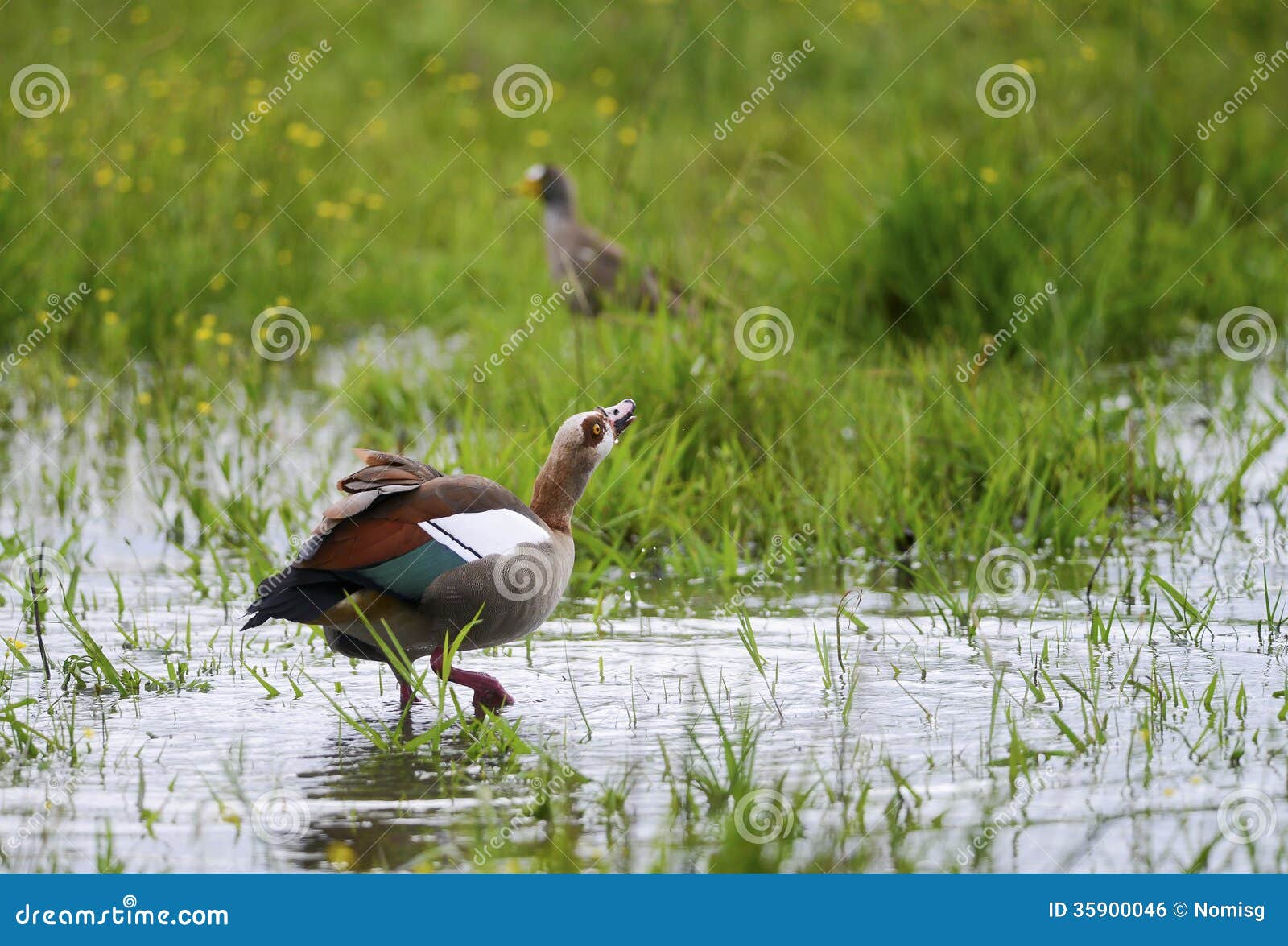 Egyptian Goose Running in Water Stock Photo - Image of reflection ...