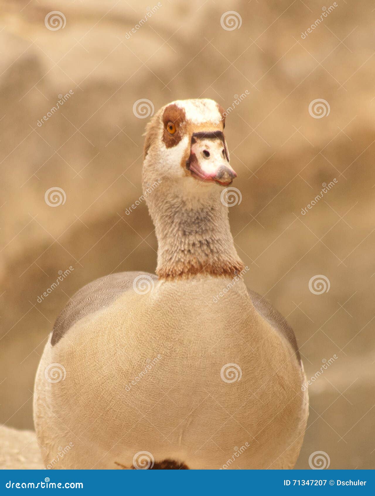 Egyptian Goose stock image. Image of brown, egyptian - 71347207