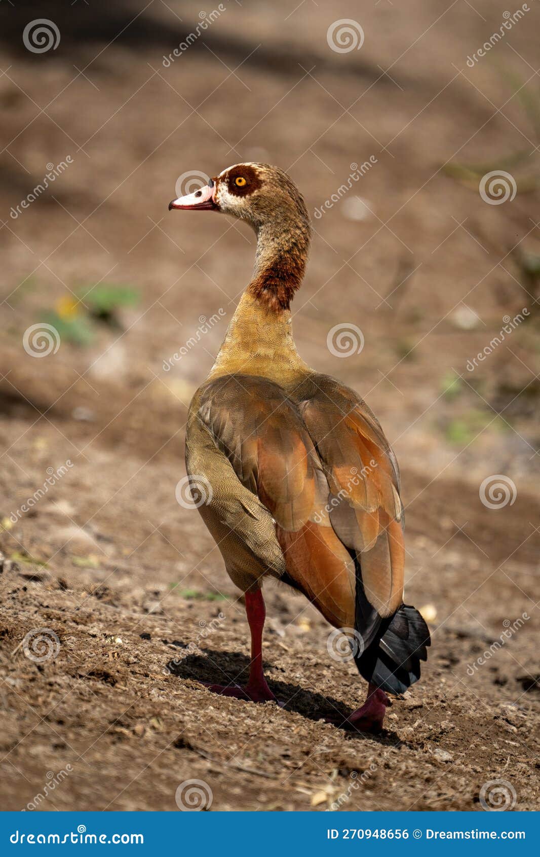 Egyptian Goose Walks in Sunshine Turning Head Stock Photo - Image of ...