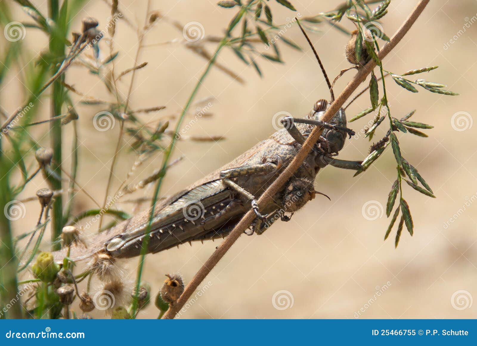 Egyptian Grasshopper stock image. Image of acrididae - 25466755