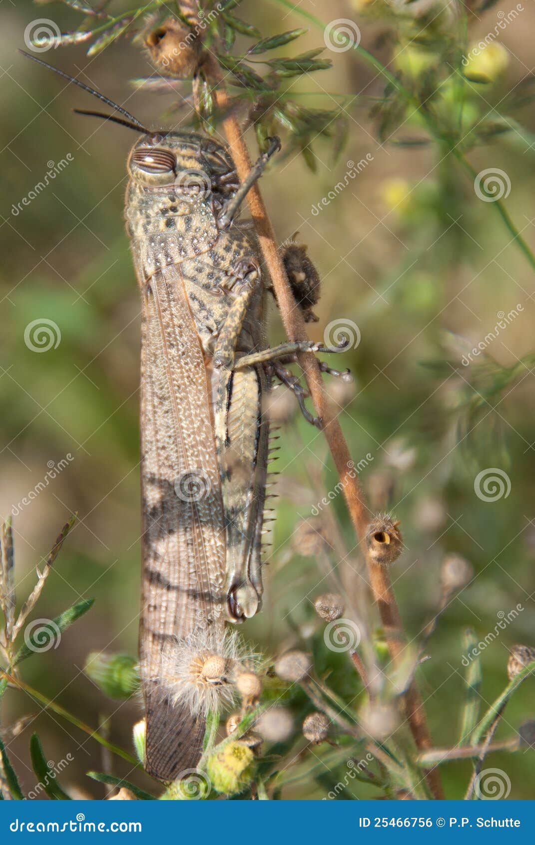 Egyptian Grasshopper stock photo. Image of sunny, outdoors - 25466756