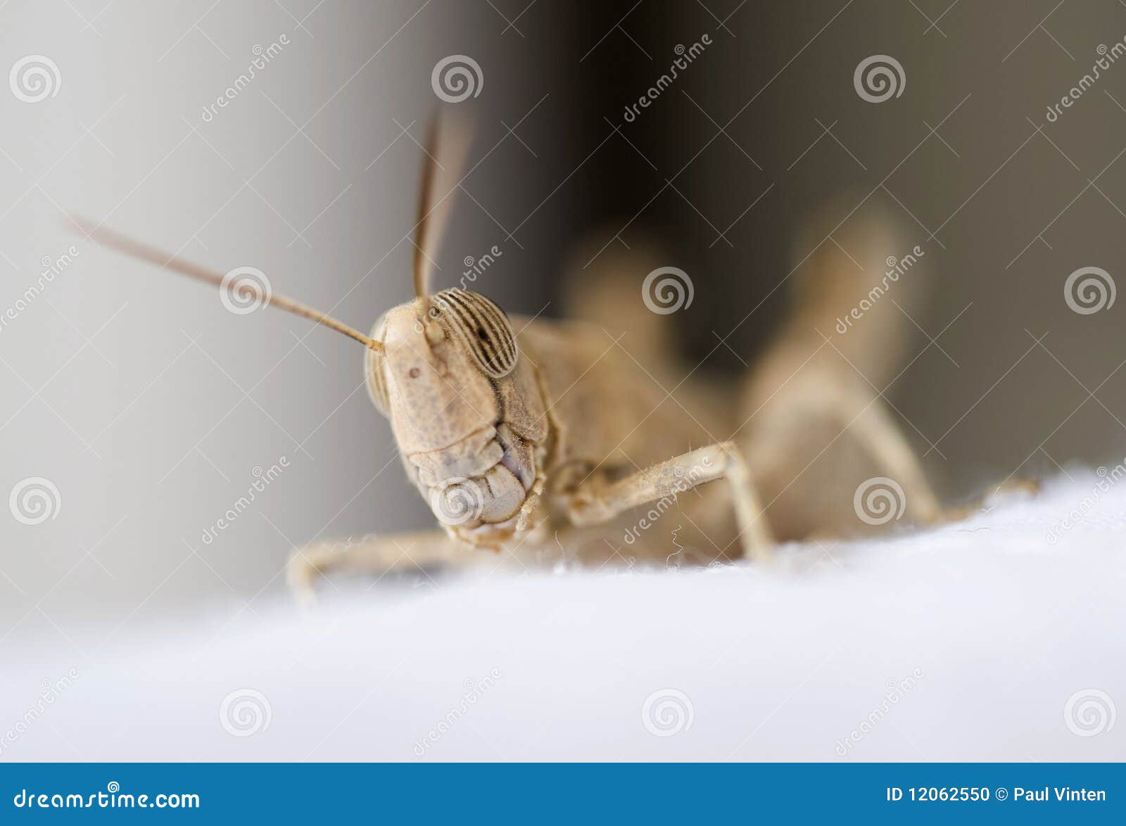 Egyptian Grasshopper Close Up Stock Photo - Image of grasshopper ...