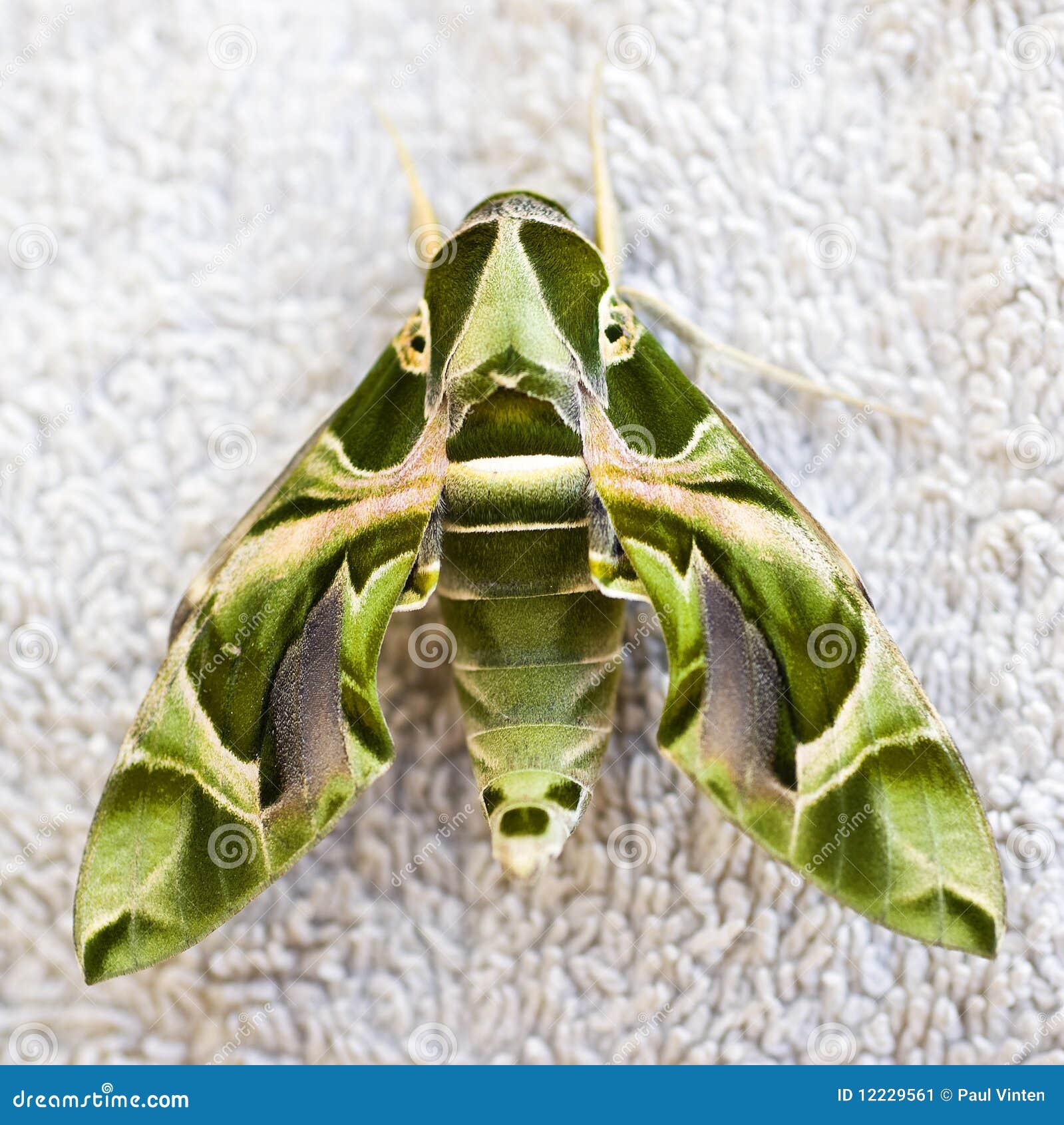 Egyptian Hawkmoth stock image. Image of sphingidae, sphinx - 12229561