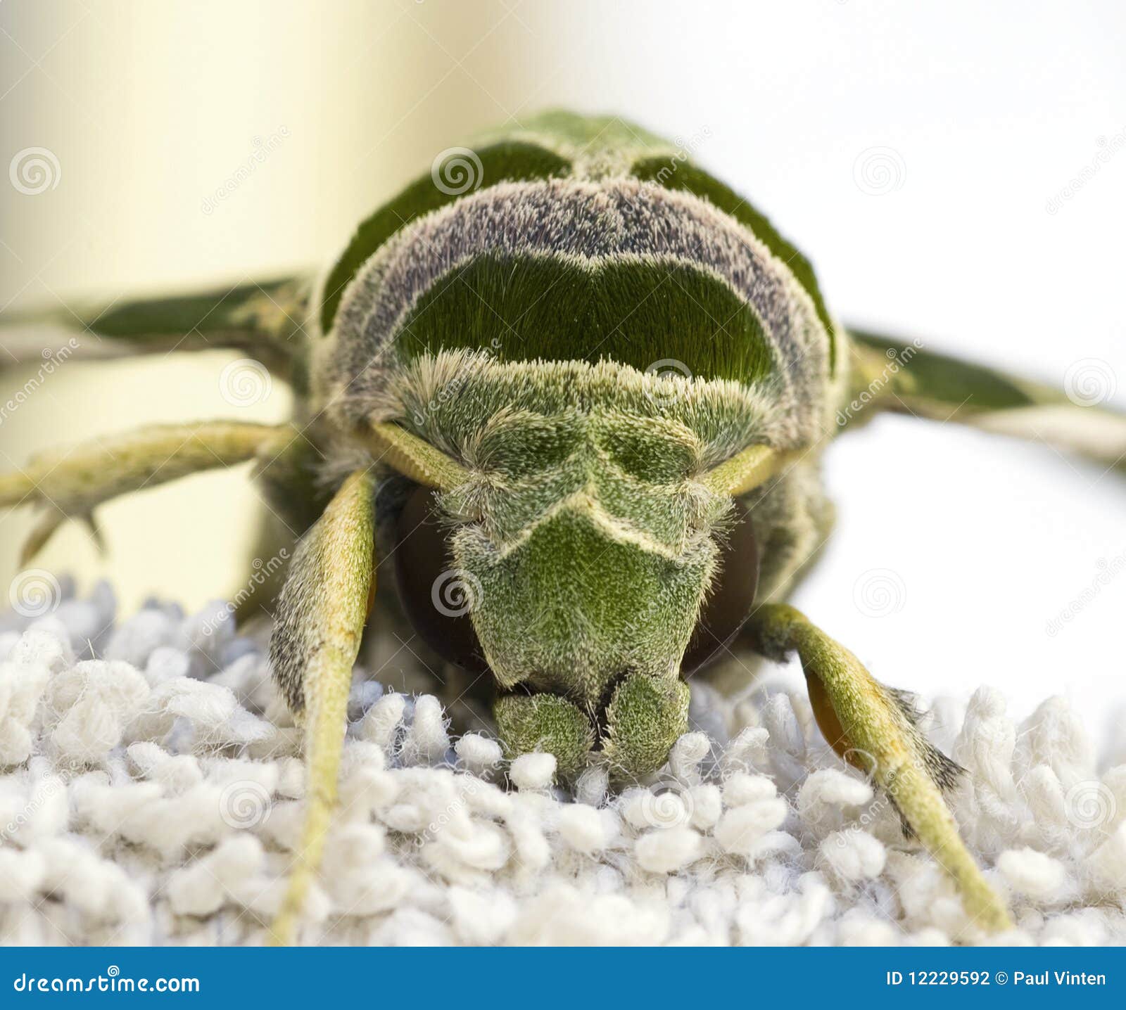 Egyptian Hawkmoth stock photo. Image of macro, hair, sphingidae - 12229592